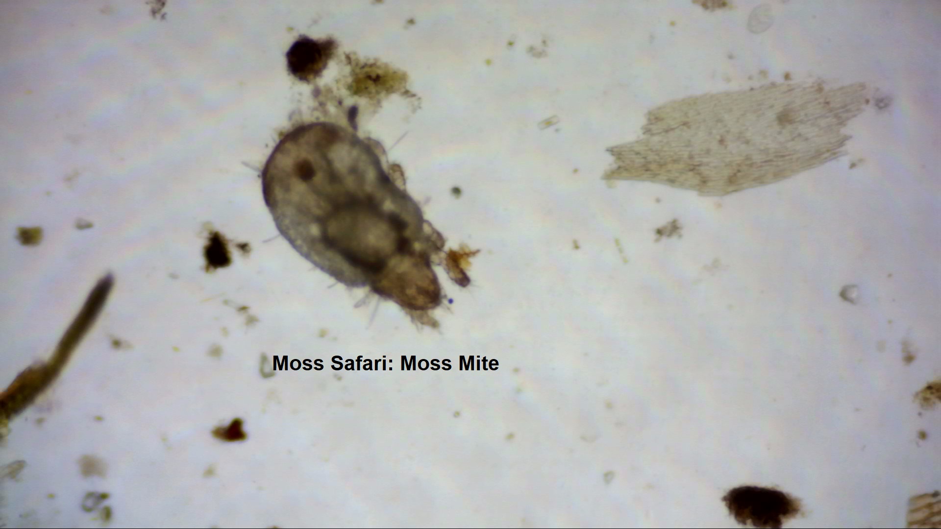 Introducing the Big Five at Low Magnifications – Moss Safari