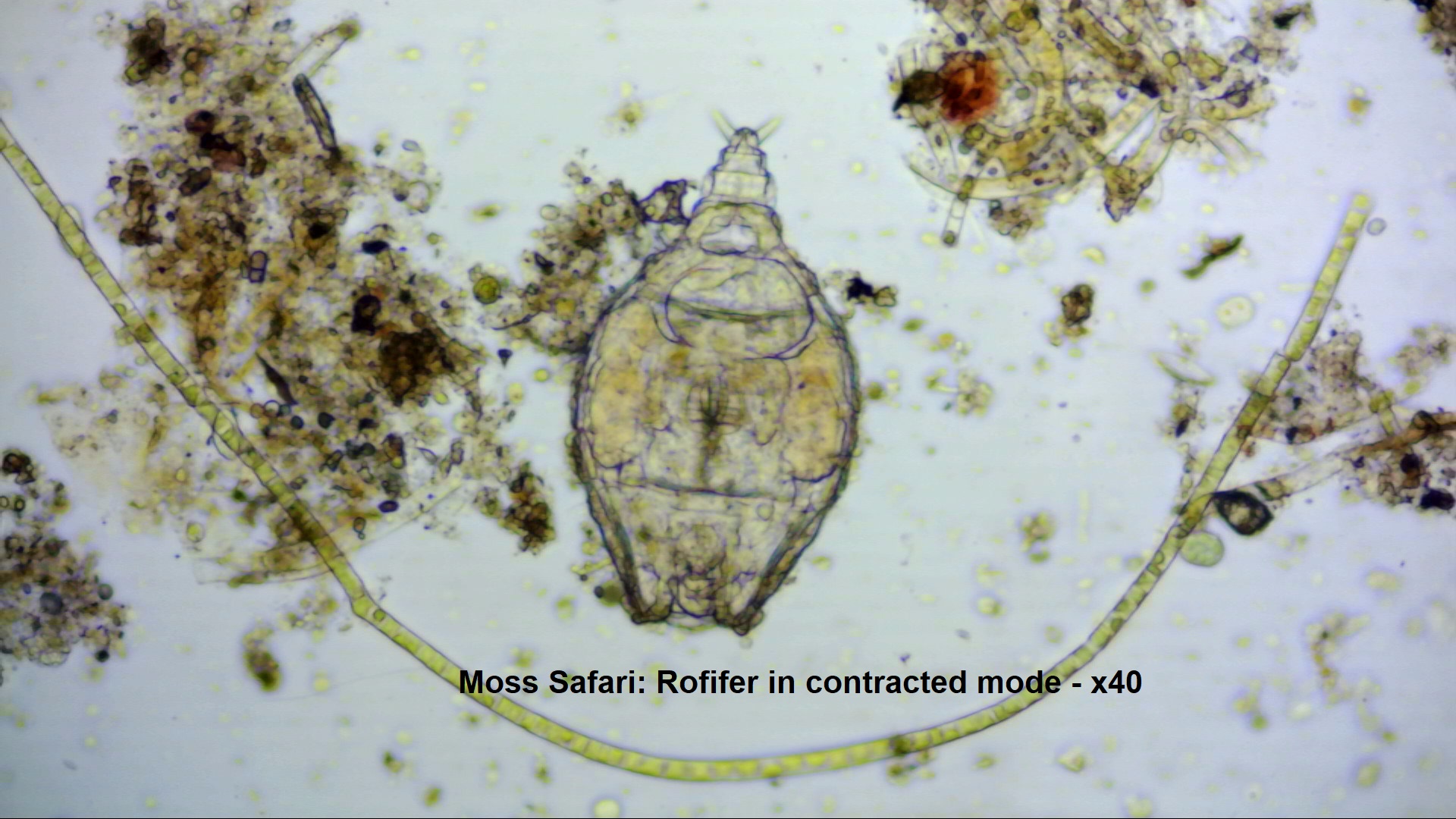 Big Five – 2. Rotifers – Moss Safari