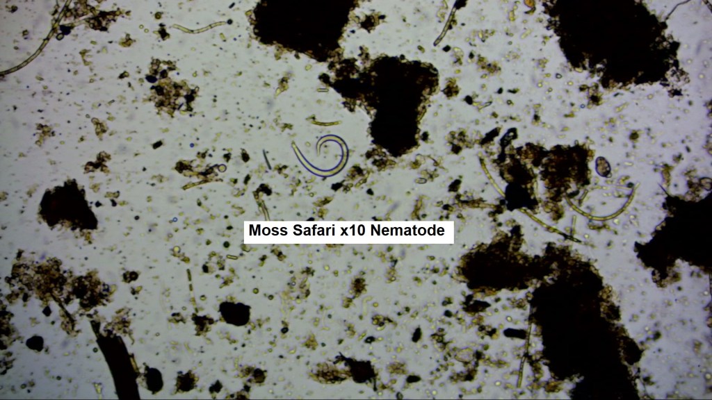 Big Five – 1. Nematodes – Moss Safari