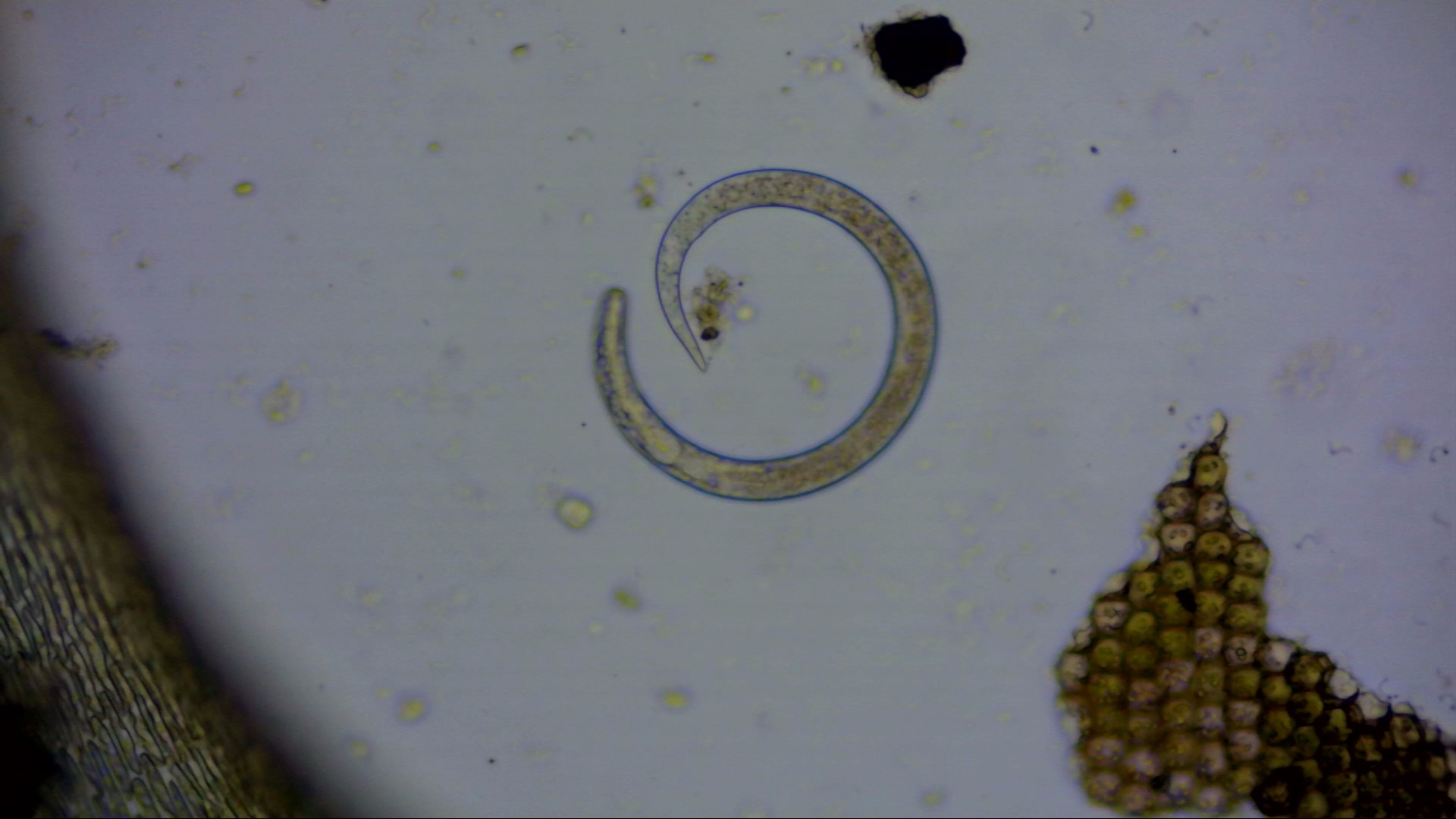 Big Five – 1. Nematodes – Moss Safari