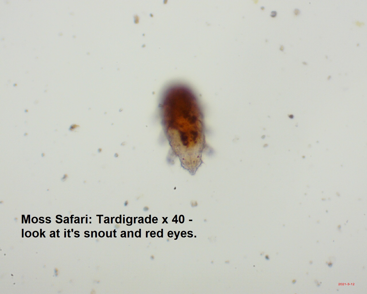Big 5 – 3. Tardigrades – Moss Safari