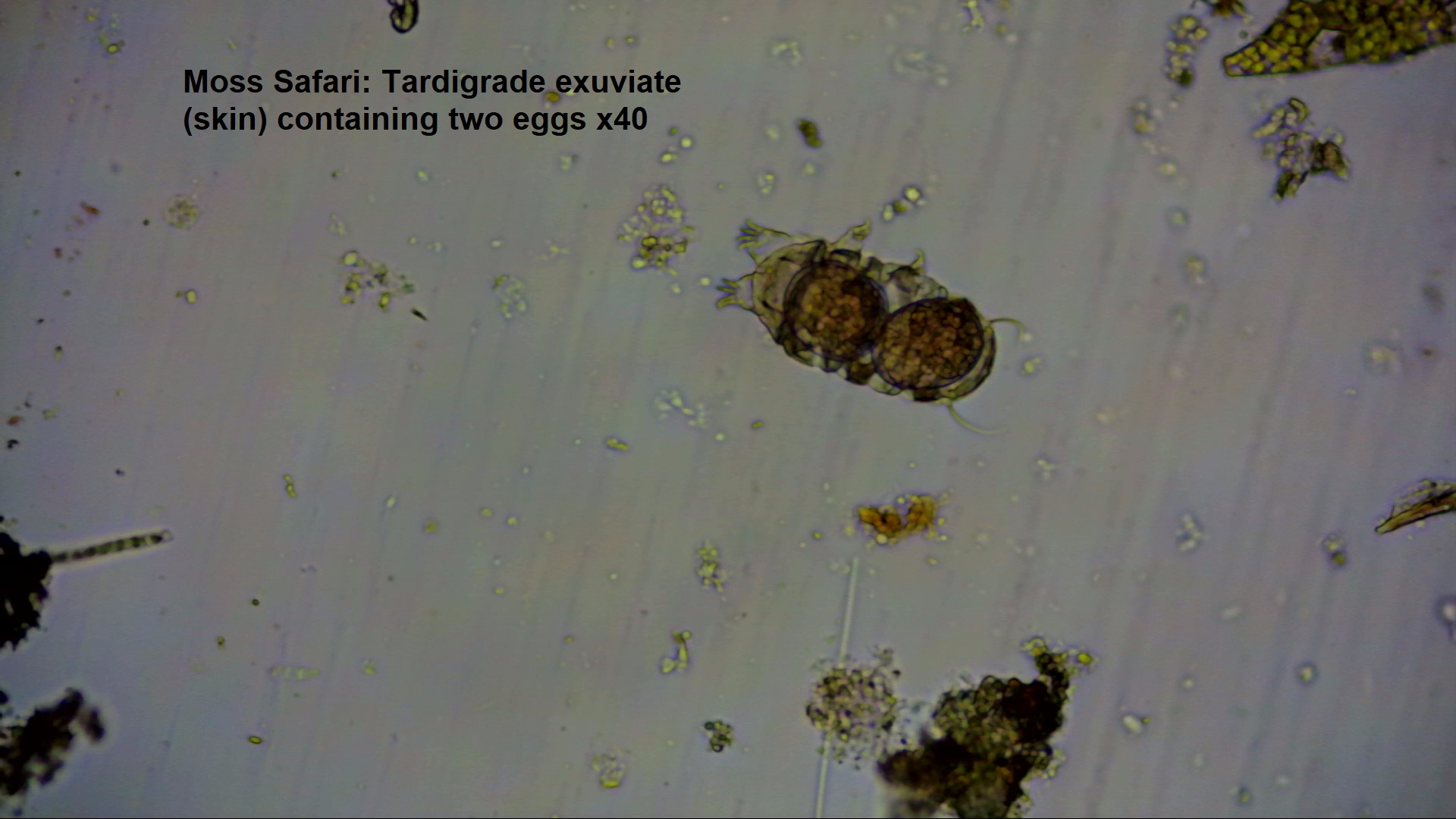 Big 5 – 3. Tardigrades – Moss Safari