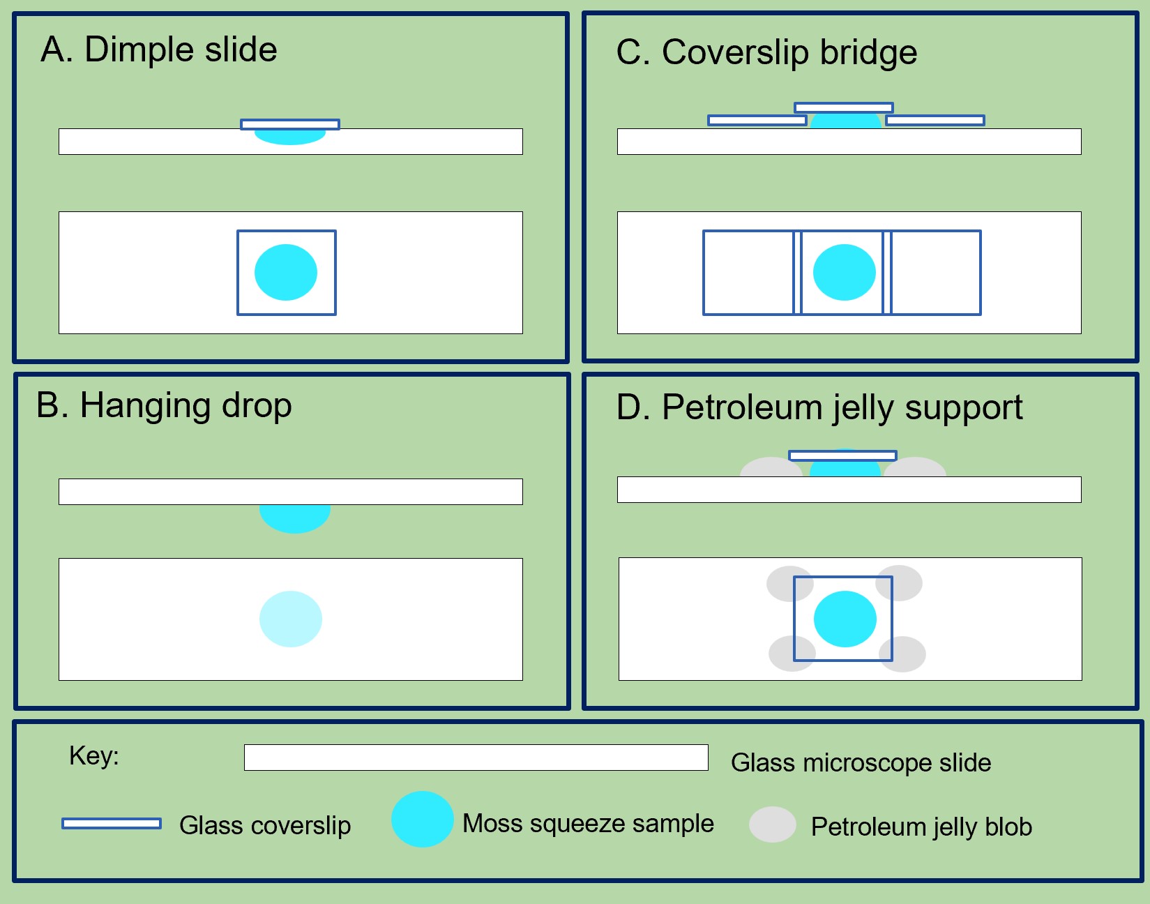 Preparing Slides for a Moss Safari – Moss Safari