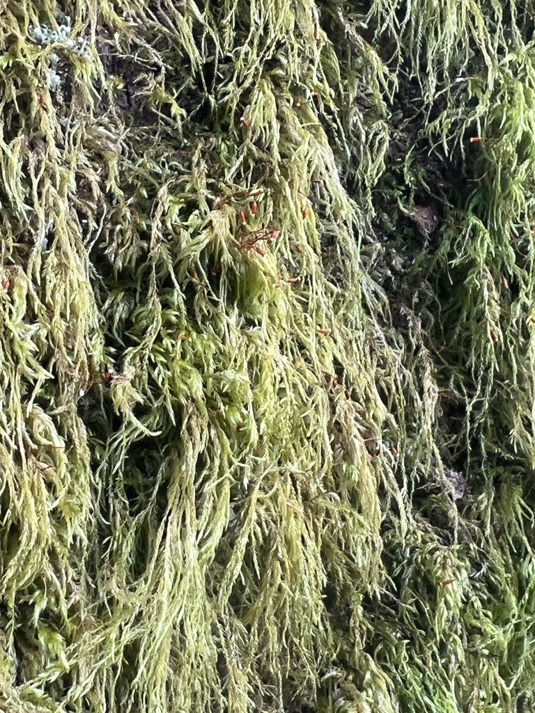 Mossing around the world 1: Stanley Park, Vancouver, Canada. – Moss Safari