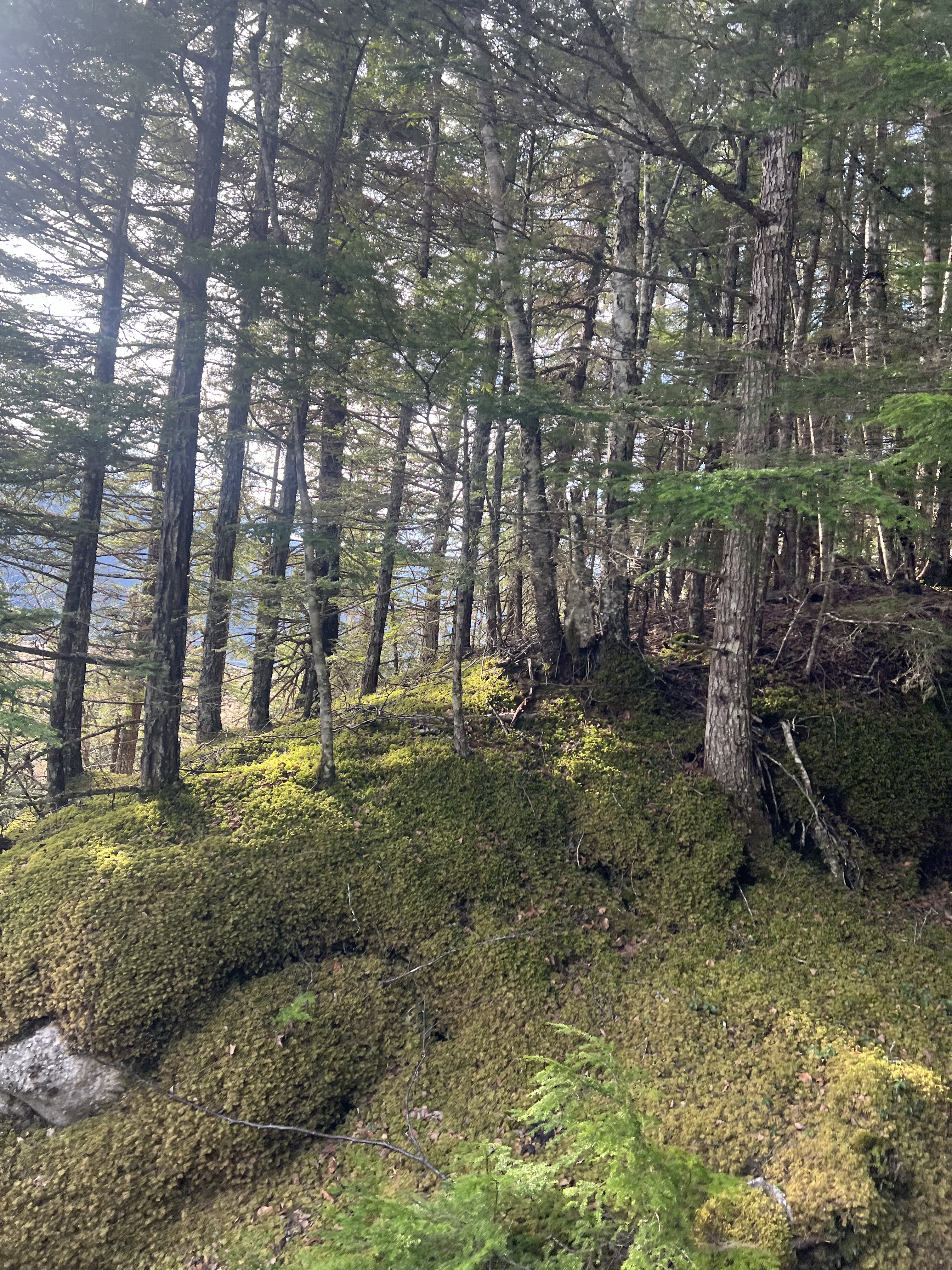 Mossing around the world 4: Skagway, Alaska, USA. – Moss Safari