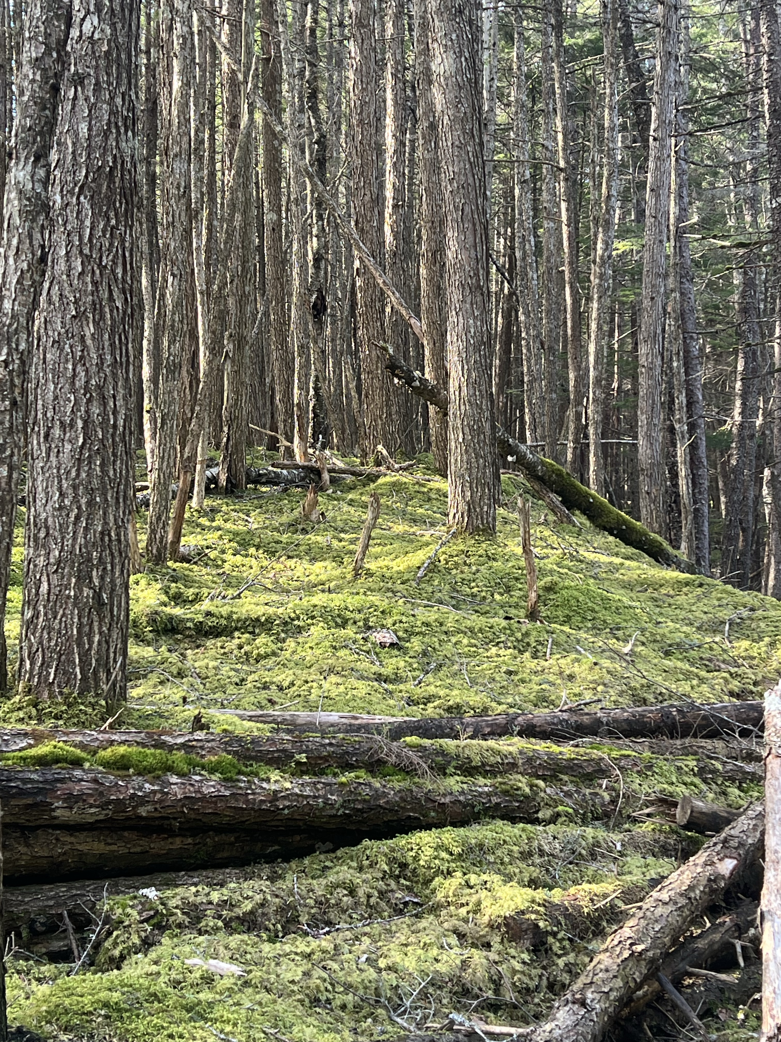 Mossing around the world 4: Skagway, Alaska, USA. – Moss Safari