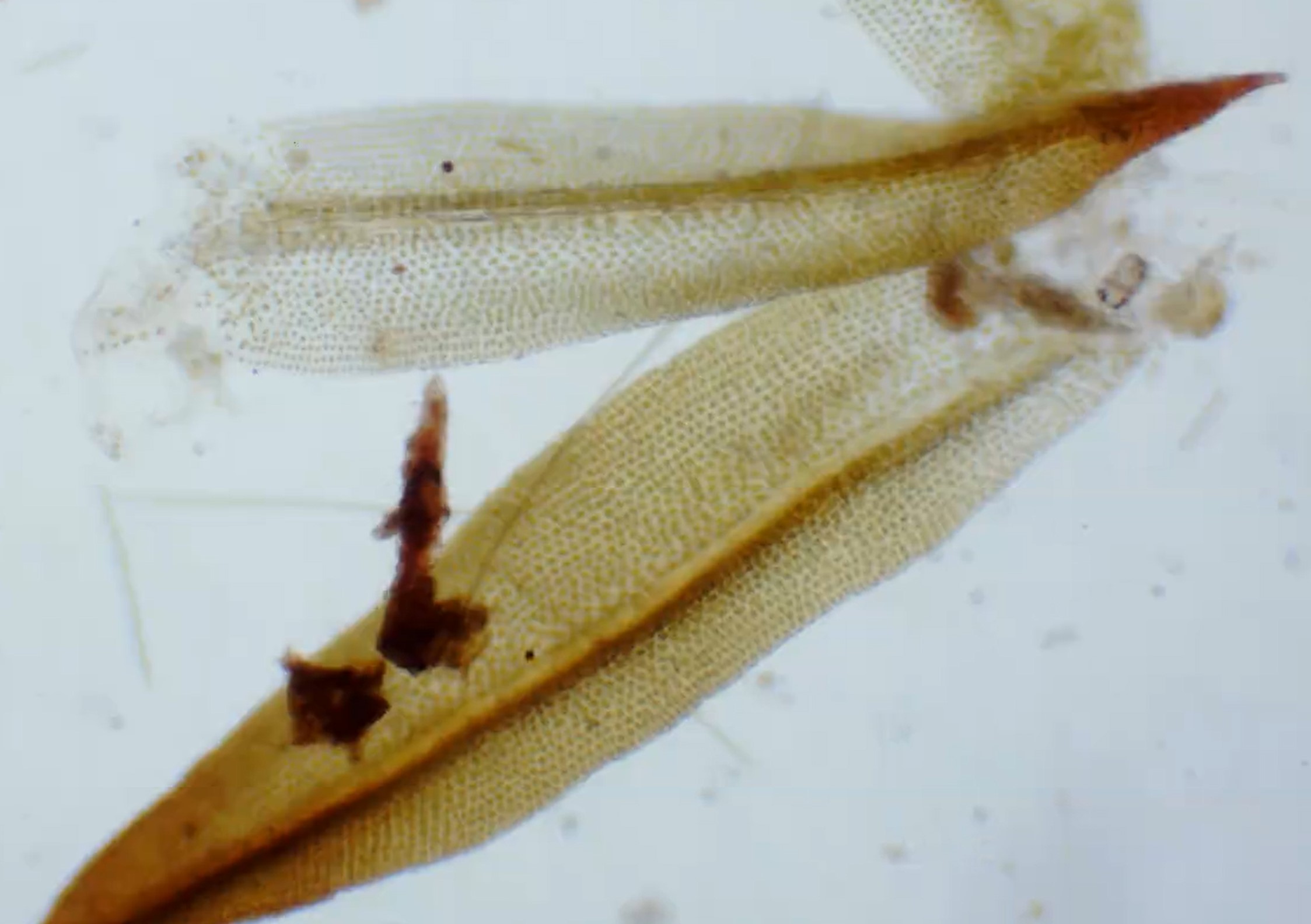 Moss Safari: Science Technicians find four of the Big Five! – Moss Safari