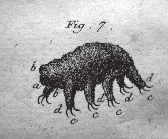 Top Tardigrade Facts for Primary Teachers – Moss Safari