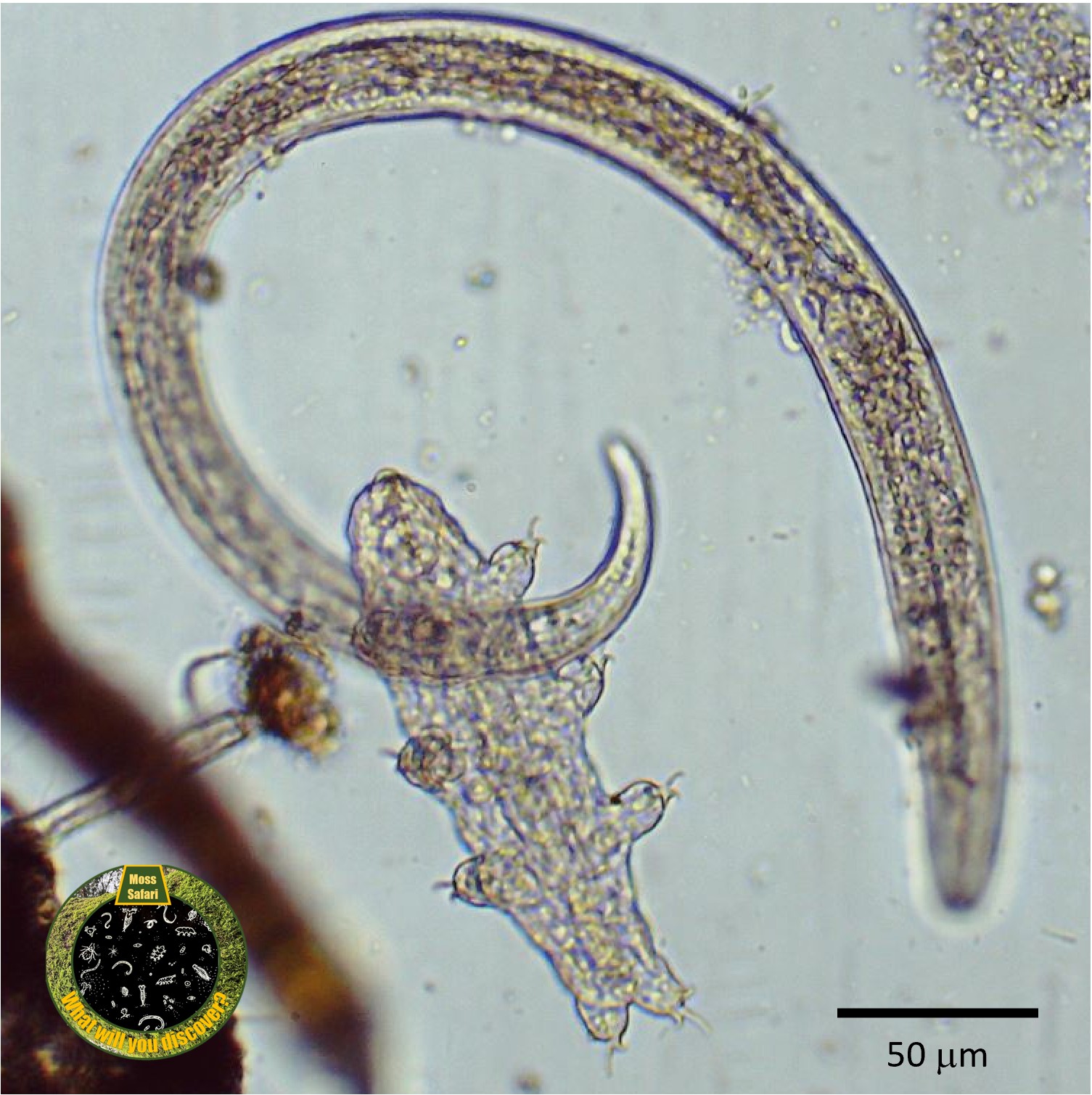 Top Tardigrade Facts for Primary Teachers – Moss Safari