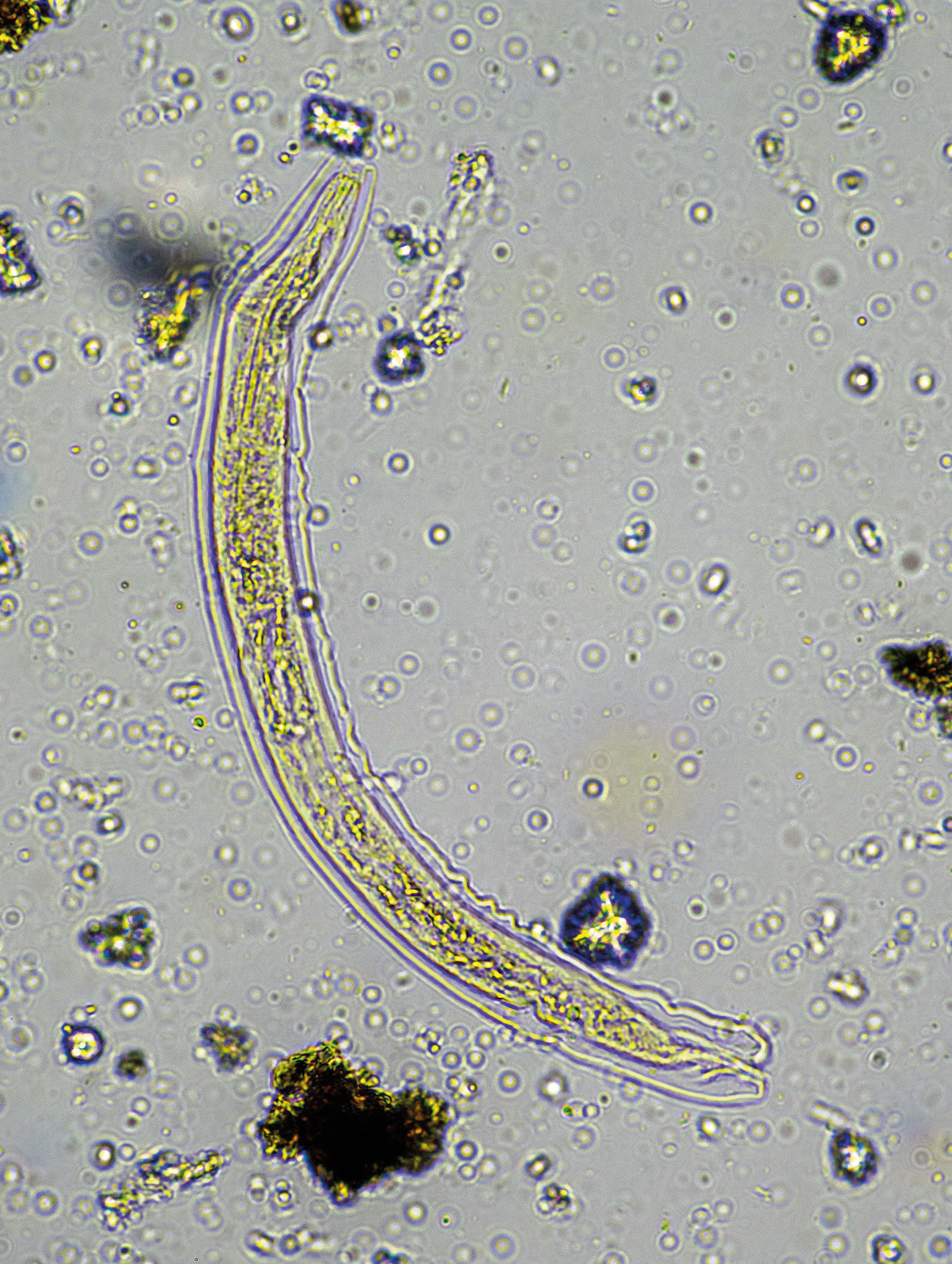 nematode – Moss Safari