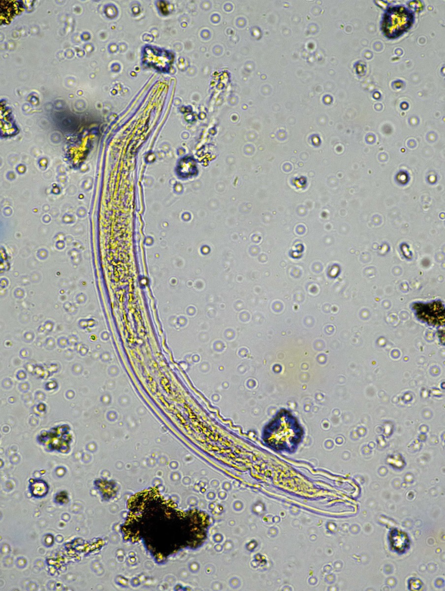 nematode – Moss Safari