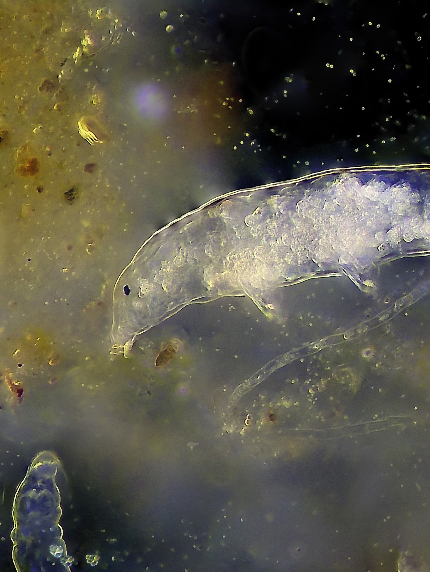 tardigrade – Moss Safari