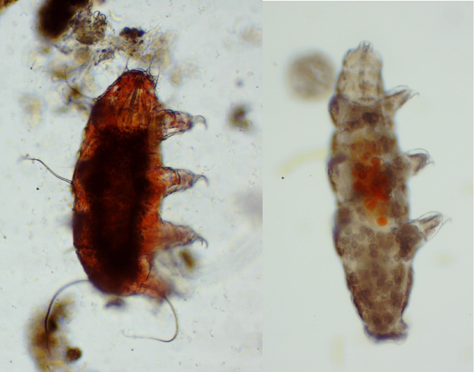 Top Tardigrade Facts for Primary Teachers – Moss Safari