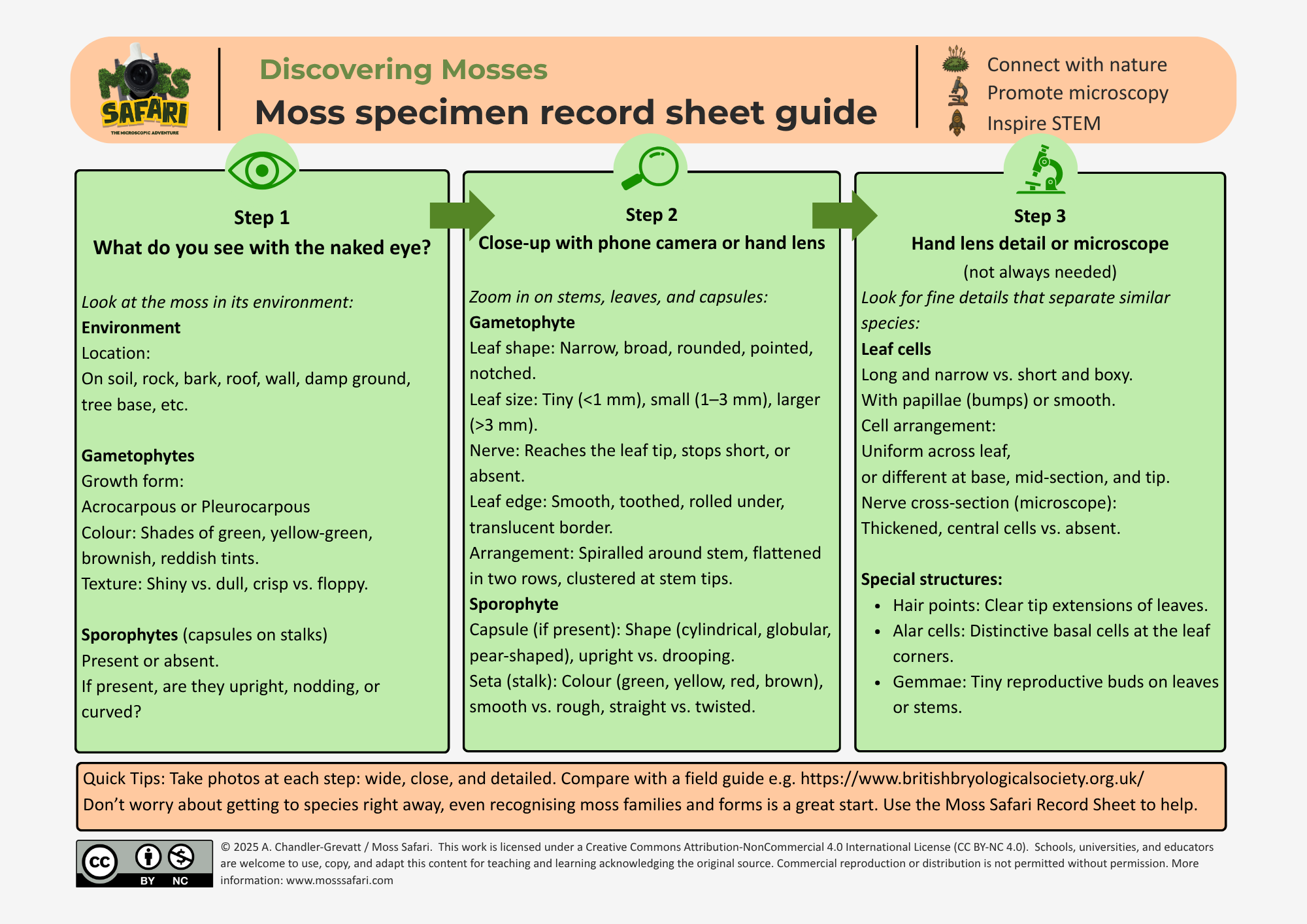 Discovering mosses – Moss Safari