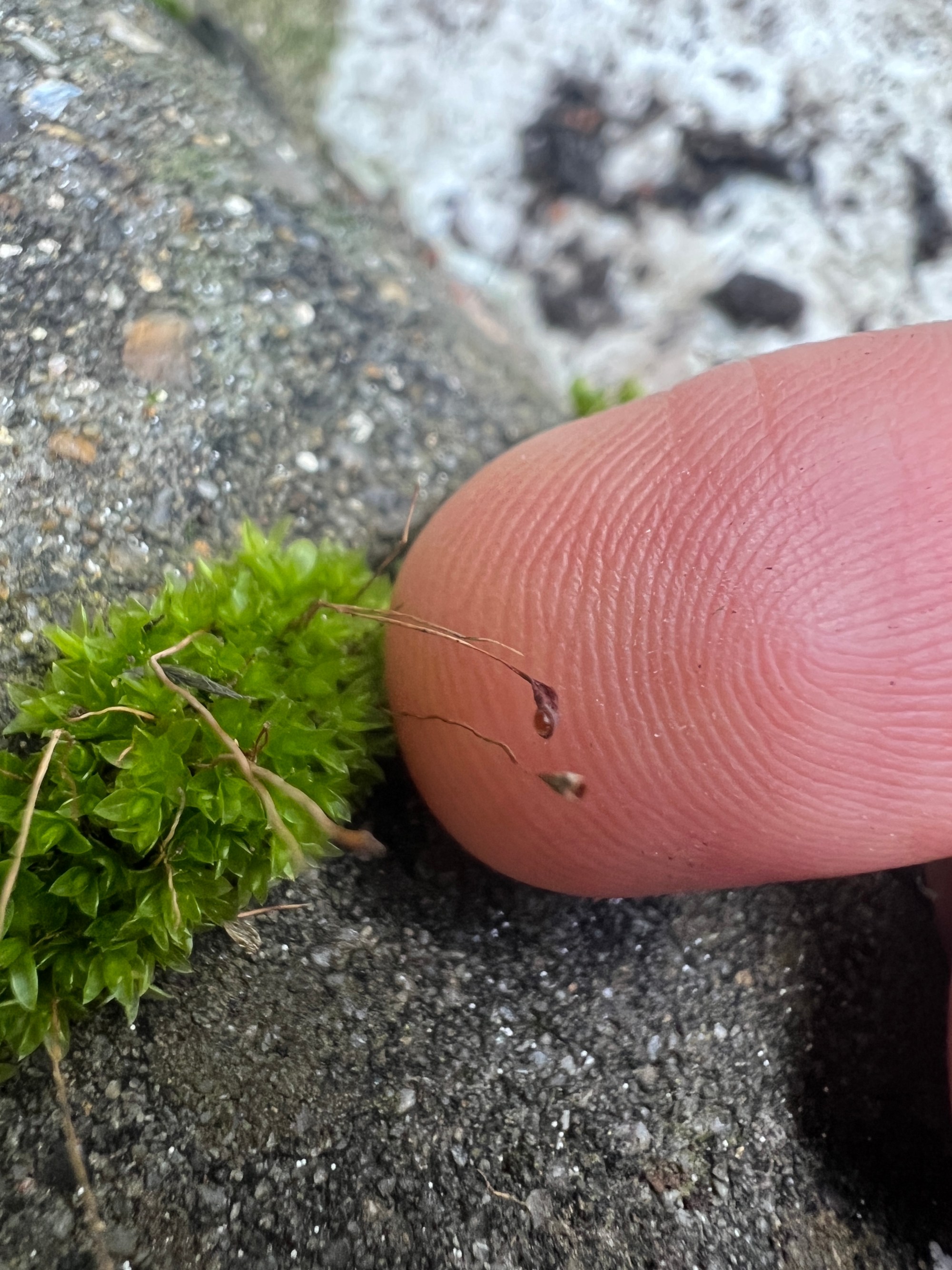 Discovering Mosses Series: Steps to identifying a moss – Moss Safari